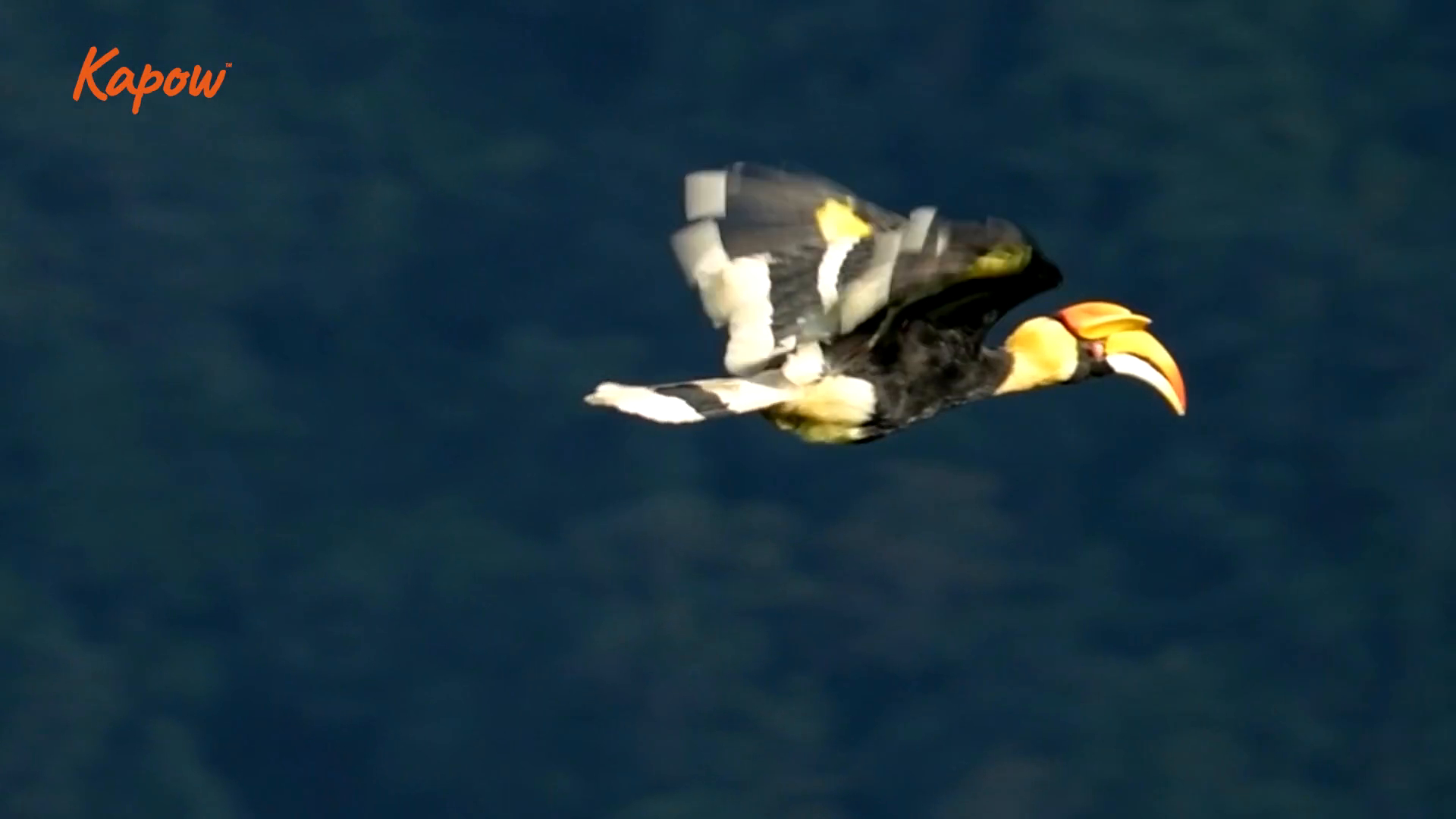 Learner video: Rainforest inspiration - Kapow International